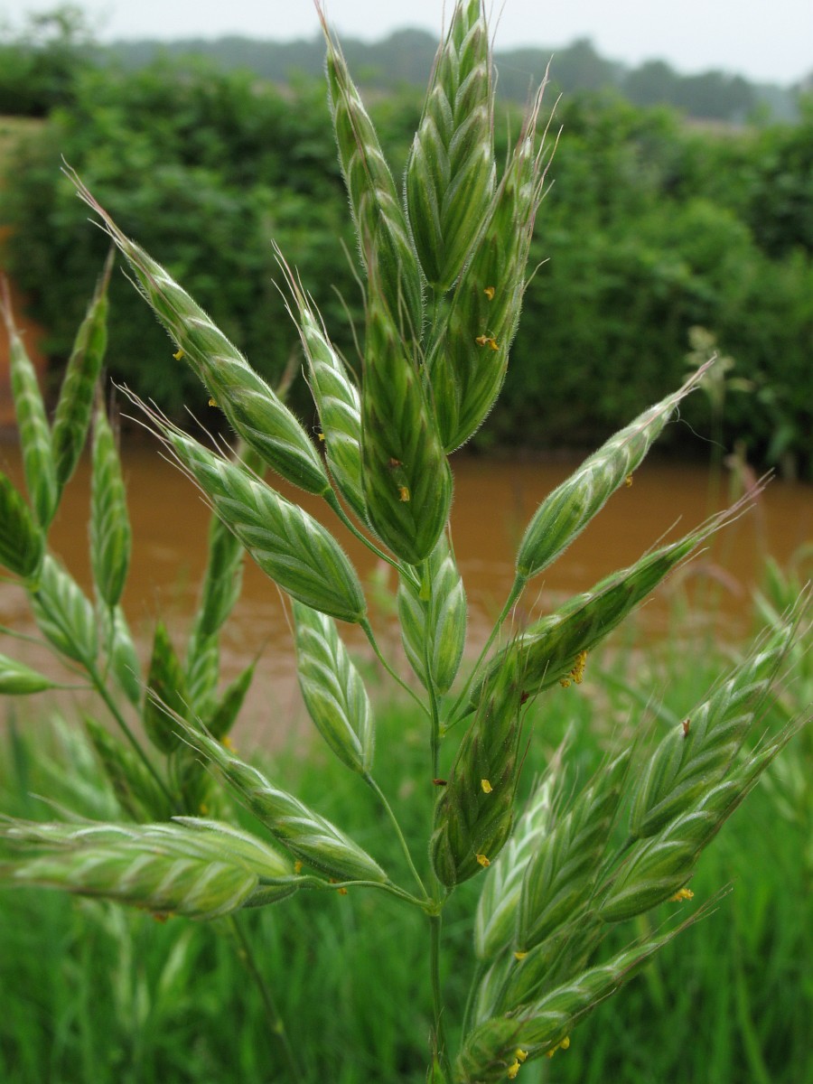 Bromus hordeaceus, Soft brome
